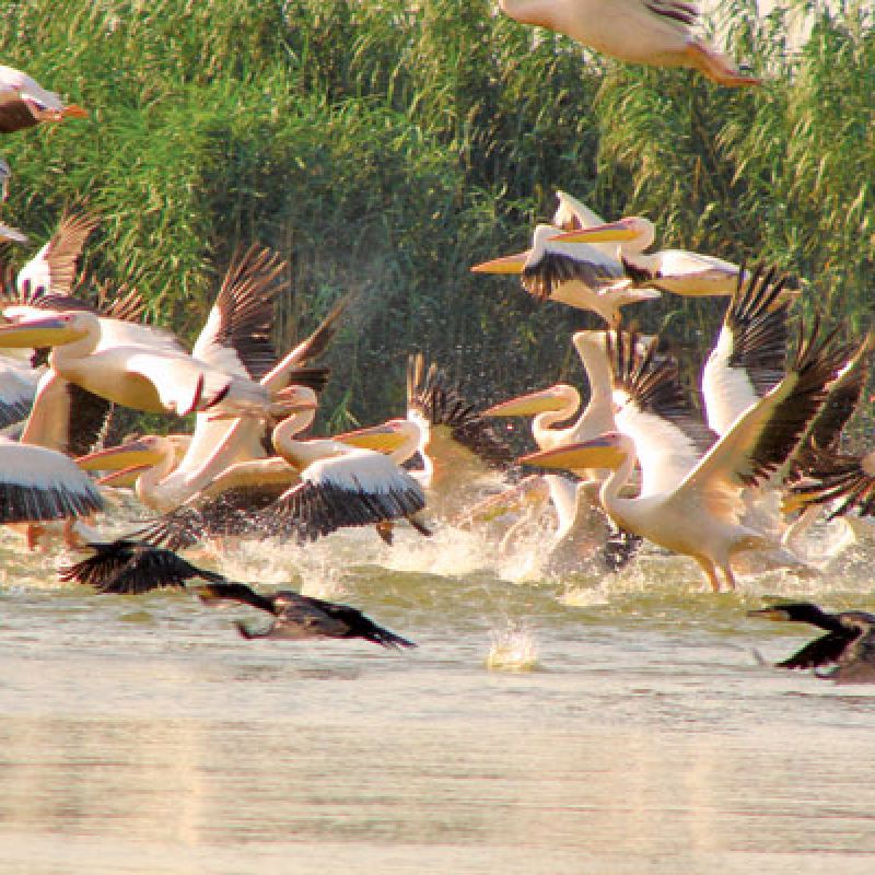 Oferta Crisan, Delta Dunarii, Romania